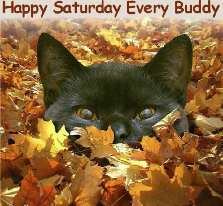 Happy Saturday Every Buddy Pictures, Photos, and Images for Facebook ...