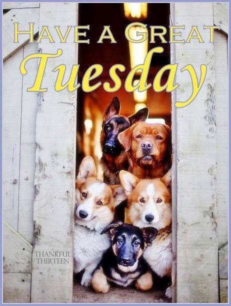 Have A Great Tuesday Pictures, Photos, and Images for Facebook, Tumblr ...