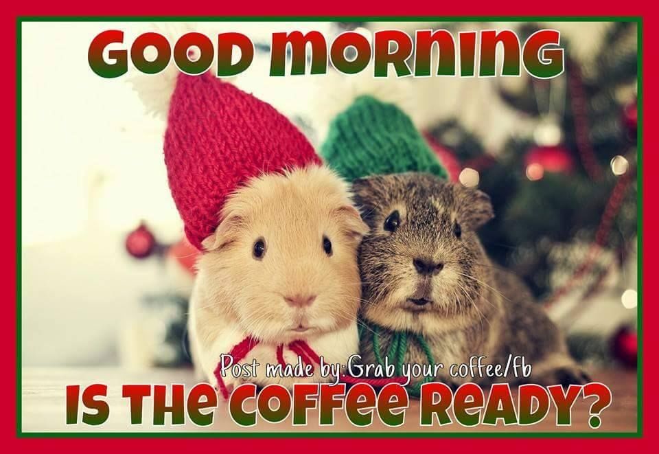Good Morning, Is The Coffee Ready? Pictures, Photos, and Images for ...