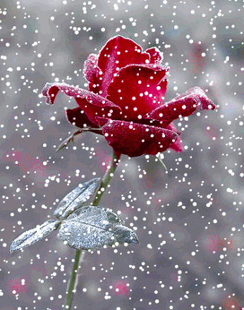 Winter Rose Pictures, Photos, and Images for Facebook, Tumblr ...