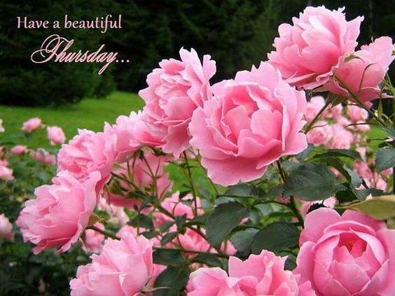 Have A Beautiful Thursday Pictures, Photos, and Images for Facebook ...