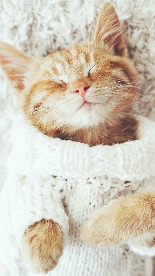 Sleepy Kitty Pictures, Photos, and Images for Facebook, Tumblr ...