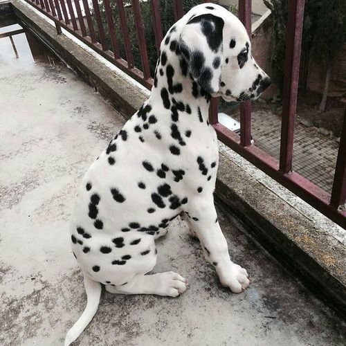 Dalmatian Dog Pictures, Photos, and Images for Facebook, Tumblr ...