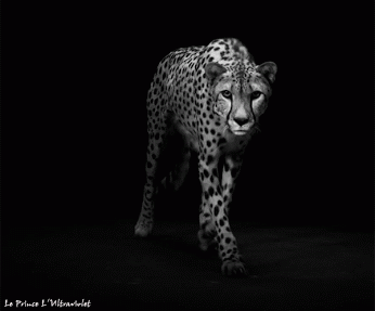 Cheetah Gif Tumblr