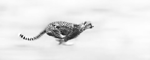 Running Cheetah Pictures, Photos, and Images for Facebook, Tumblr ...