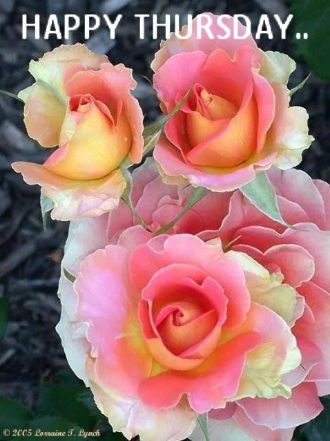 Happy Thursday Pictures, Photos, and Images for Facebook, Tumblr ...