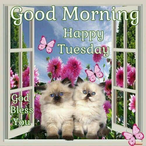 Good Morning, Happy Tuesday Pictures, Photos, and Images for Facebook ...