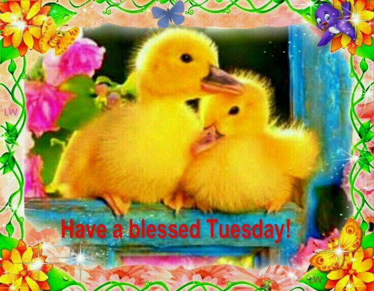Have A Blessed Tuesday Pictures, Photos, and Images for Facebook ...