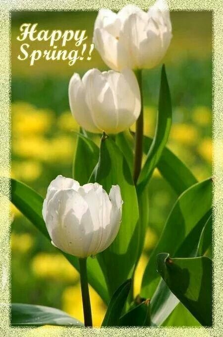 Happy Spring!! Pictures, Photos, and Images for Facebook, Tumblr ...