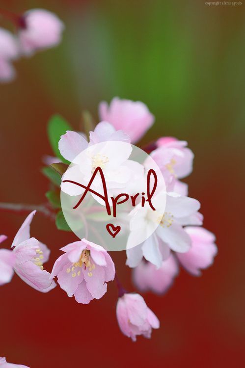 April Pictures, Photos, and Images for Facebook, Tumblr, Pinterest, and ...