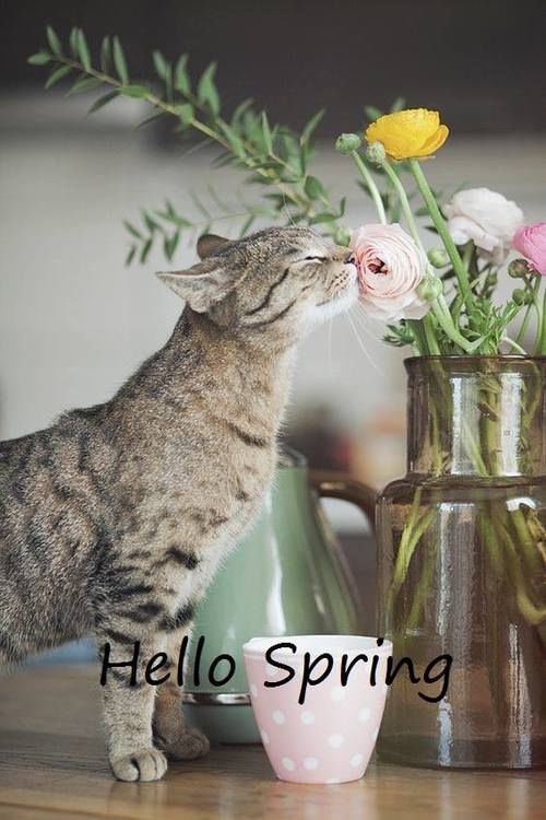 Hello Spring Pictures, Photos, and Images for Facebook, Tumblr ...