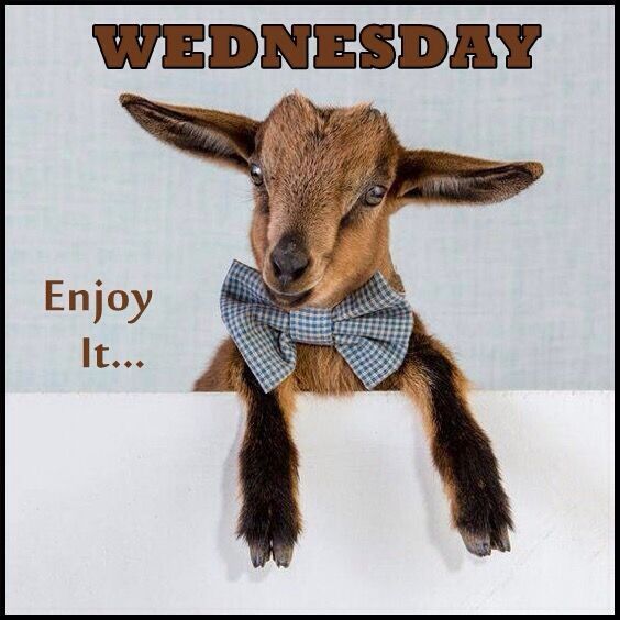 Wednesday, Enjoy It.. Pictures, Photos, and Images for Facebook, Tumblr ...