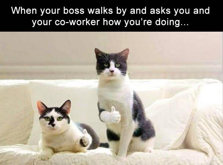 When Your Boss Walks By And Asks You And Your Co-Worker How You're ...