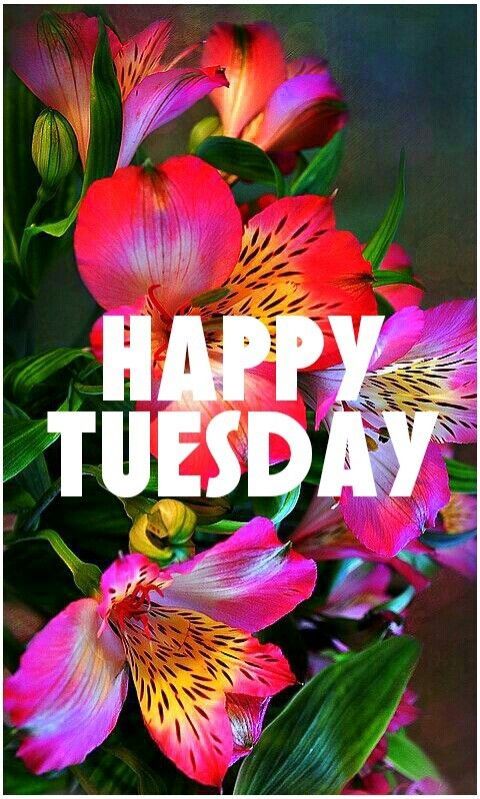 Happy Tuesday Pictures, Photos, and Images for Facebook, Tumblr ...