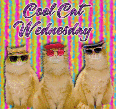 Cool Cat Wednesday Pictures, Photos, and Images for Facebook, Tumblr ...