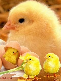 Cute Chicks Pictures, Photos, and Images for Facebook, Tumblr ...