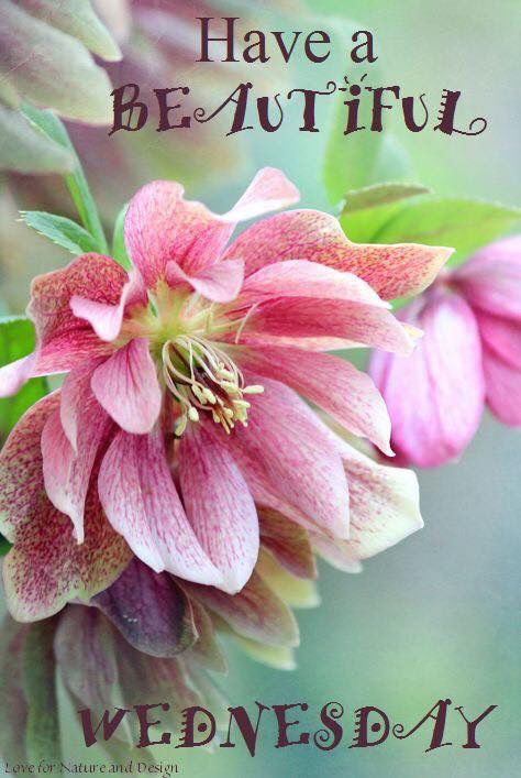Have A Beautiful Wednesday Pictures, Photos, and Images for Facebook ...
