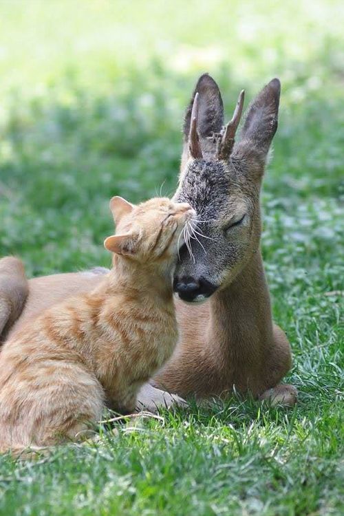 Animal Pals Pictures, Photos, and Images for Facebook, Tumblr ...