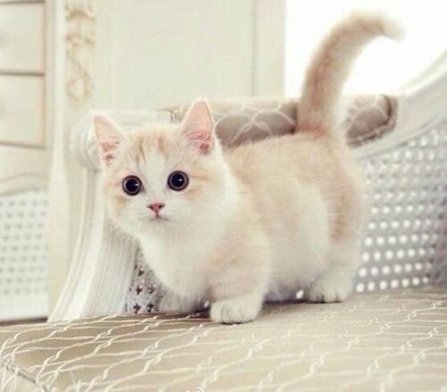 Cutest Thing Pictures, Photos, and Images for Facebook, Tumblr ...