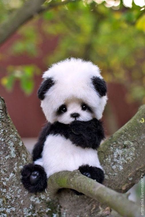 Little Panda Pictures, Photos, and Images for Facebook, Tumblr ...
