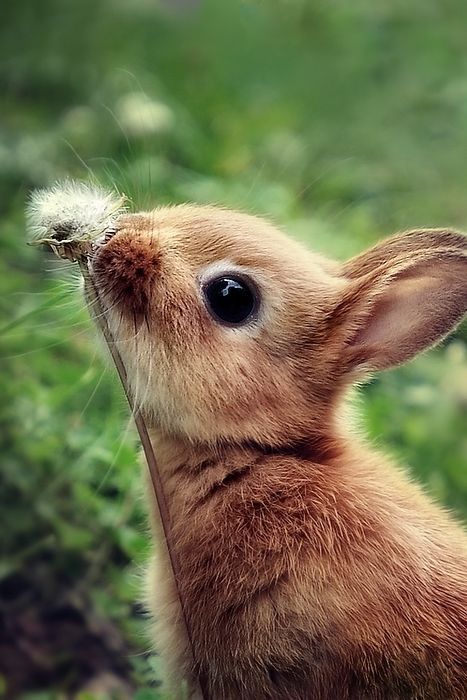 Adorable Bunny Smelling Flower Pictures, Photos, and Images for ...