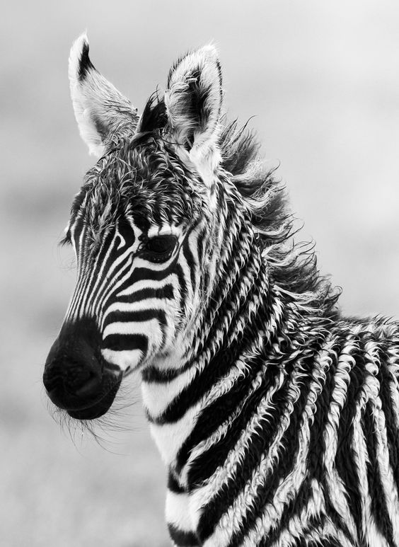 Zebra Pictures, Photos, and Images for Facebook, Tumblr, Pinterest, and ...