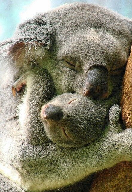 Mom And Baby Koala Pictures, Photos, and Images for Facebook, Tumblr ...