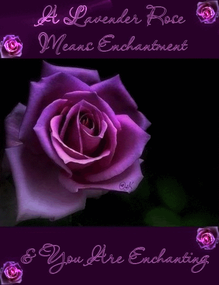 A Lavender Rose Means Enchantment And You Are Enchanting.... Pictures ...