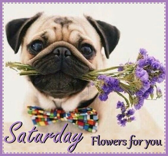 Saturday Flowers For You Pictures, Photos, and Images for Facebook ...