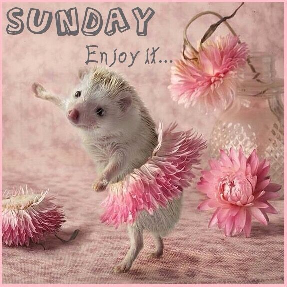 Sunday, Enjoy It Pictures, Photos, and Images for Facebook, Tumblr ...
