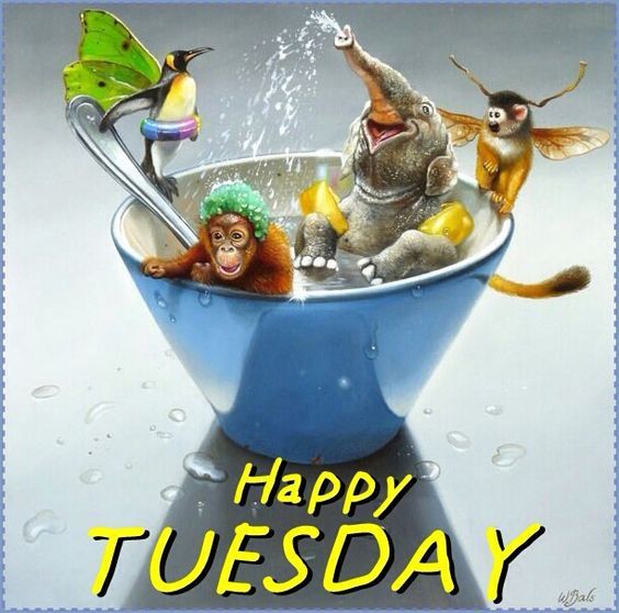 Happy Tuesday Pictures, Photos, and Images for Facebook, Tumblr ...
