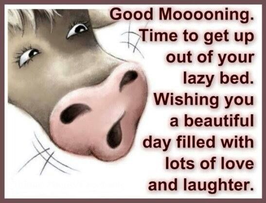Good Moooorning Pictures, Photos, and Images for Facebook, Tumblr ...