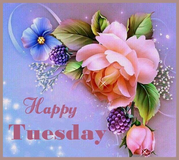 Happy Tuesday Pictures, Photos, and Images for Facebook, Tumblr ...