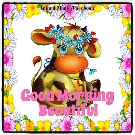 Good Morning Beautiful Pictures, Photos, and Images for Facebook ...