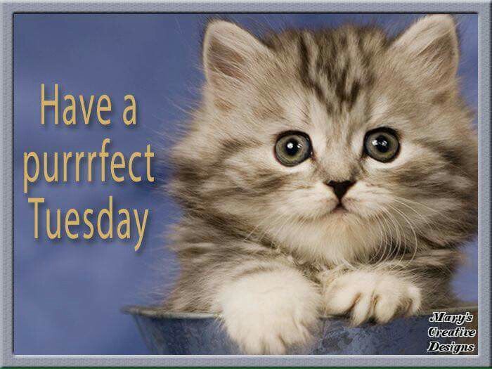 Have A Purrfect Tuesday Pictures, Photos, and Images for Facebook ...