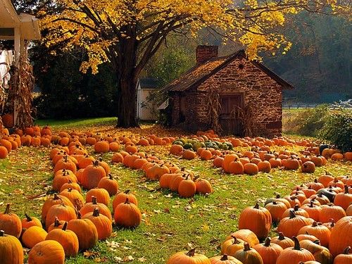 Pumpkin Patch Pictures, Photos, and Images for Facebook, Tumblr ...