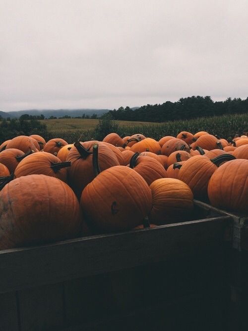 Bundles Of Pumpkins Pictures, Photos, and Images for Facebook, Tumblr ...