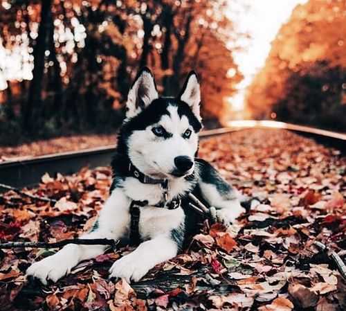 Husky Tumblr