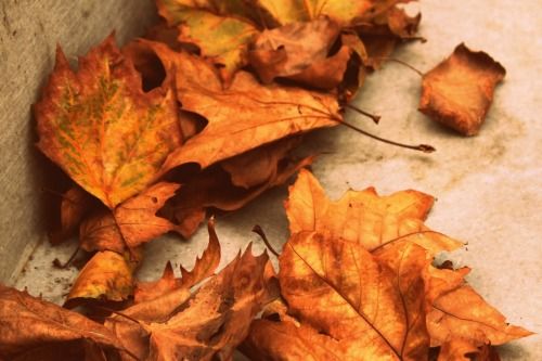 Old Leaves Pictures, Photos, and Images for Facebook, Tumblr, Pinterest ...
