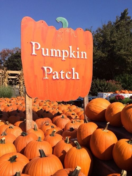 Pumpkin Patch Pictures, Photos, and Images for Facebook, Tumblr ...