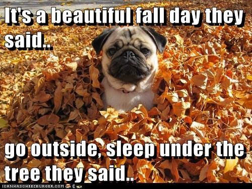 Its A Beautiful Fall Day They Said... Pictures, Photos, and Images for ...