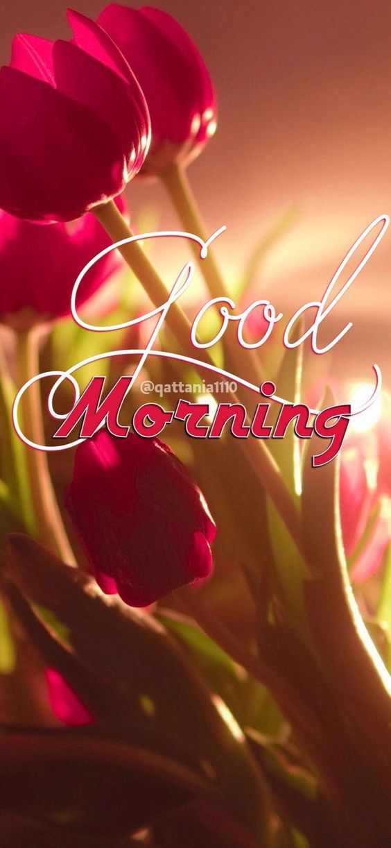 Good Morning Pictures, Photos, and Images for Facebook, Tumblr ...