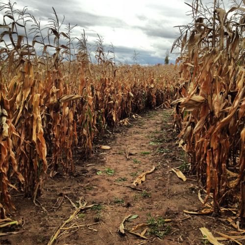 Corn Field Pictures, Photos, and Images for Facebook, Tumblr, Pinterest ...