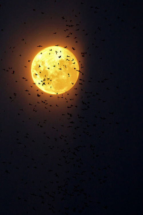 Bats During A Glowing Full Moon Pictures, Photos, and Images for ...
