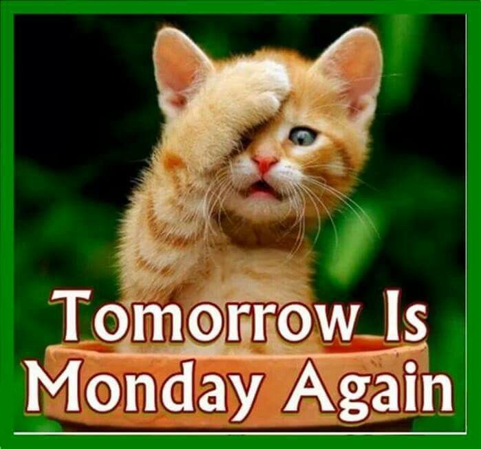 Monday Again Cat