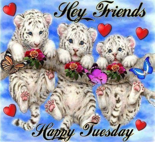 Hey Friends, Happy Tuesday Pictures, Photos, and Images for Facebook ...