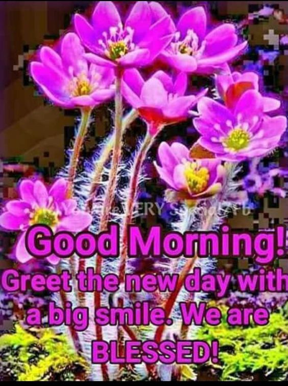 Good Morning Greet The New Day With A SMile Pictures, Photos, and ...