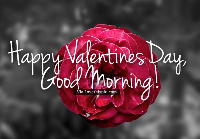 Good Morning Valentines Day Rose Pictures, Photos, and Images for ...