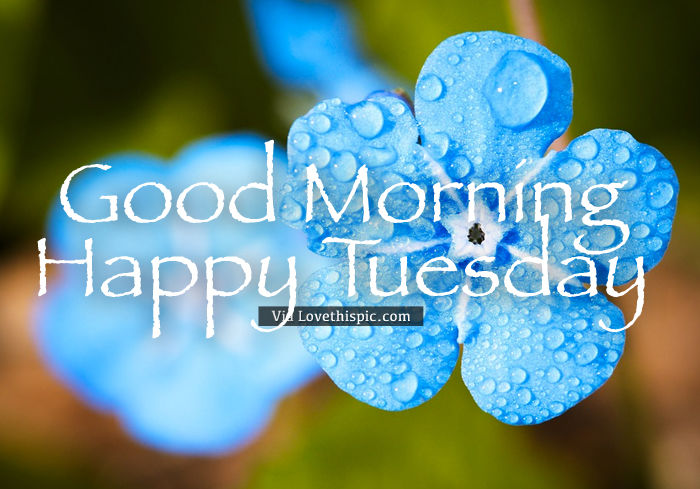 Blue FlowerscTuesday Pictures, Photos, and Images for Facebook, Tumblr ...