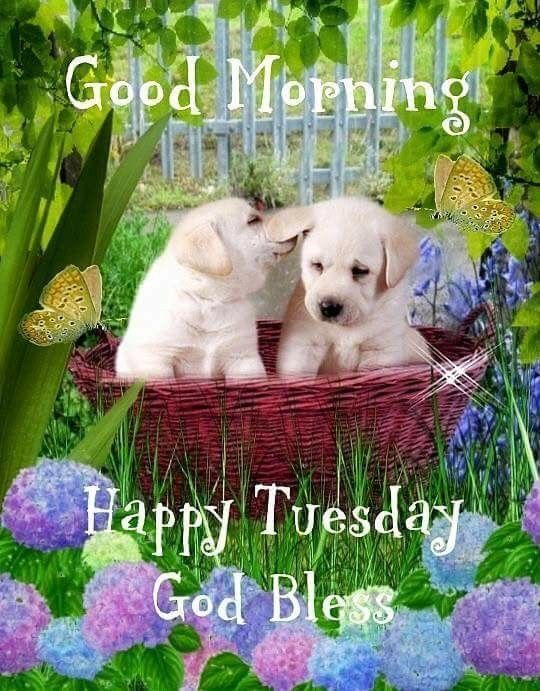 Good Morning, Happy Tuesday, God Bless Pictures, Photos, and Images for ...